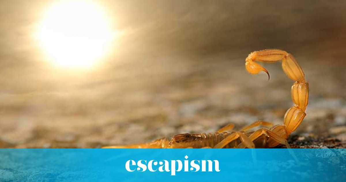 Wildlife Photographer Of The Year | Escapism