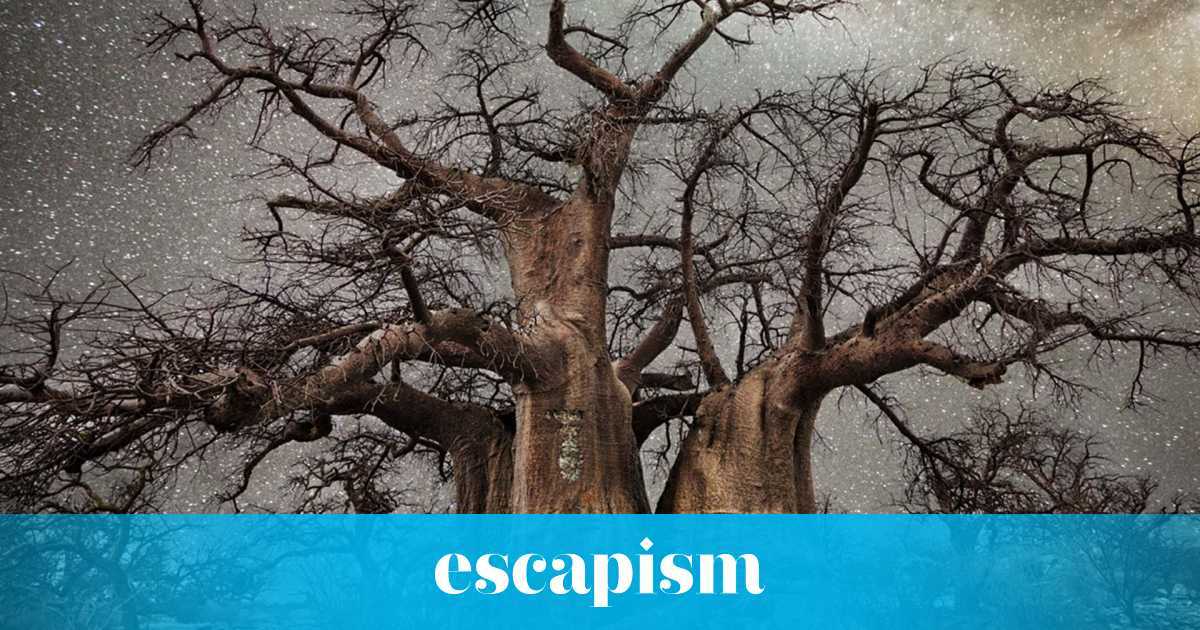 Cool shots of the oldest trees in the world | Escapism
