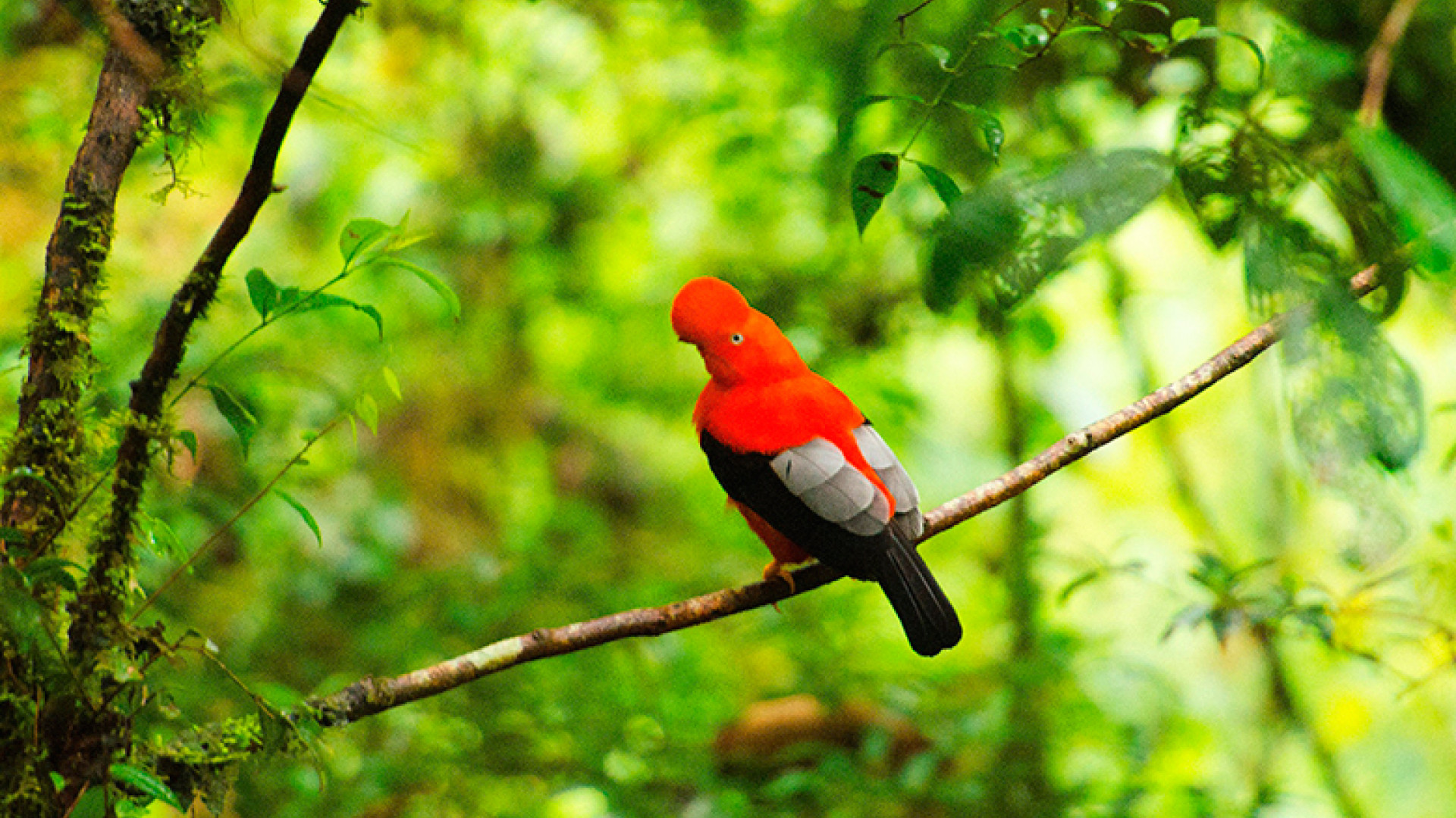 Destination Of The Week: Manu National Park, Peru | Escapism
