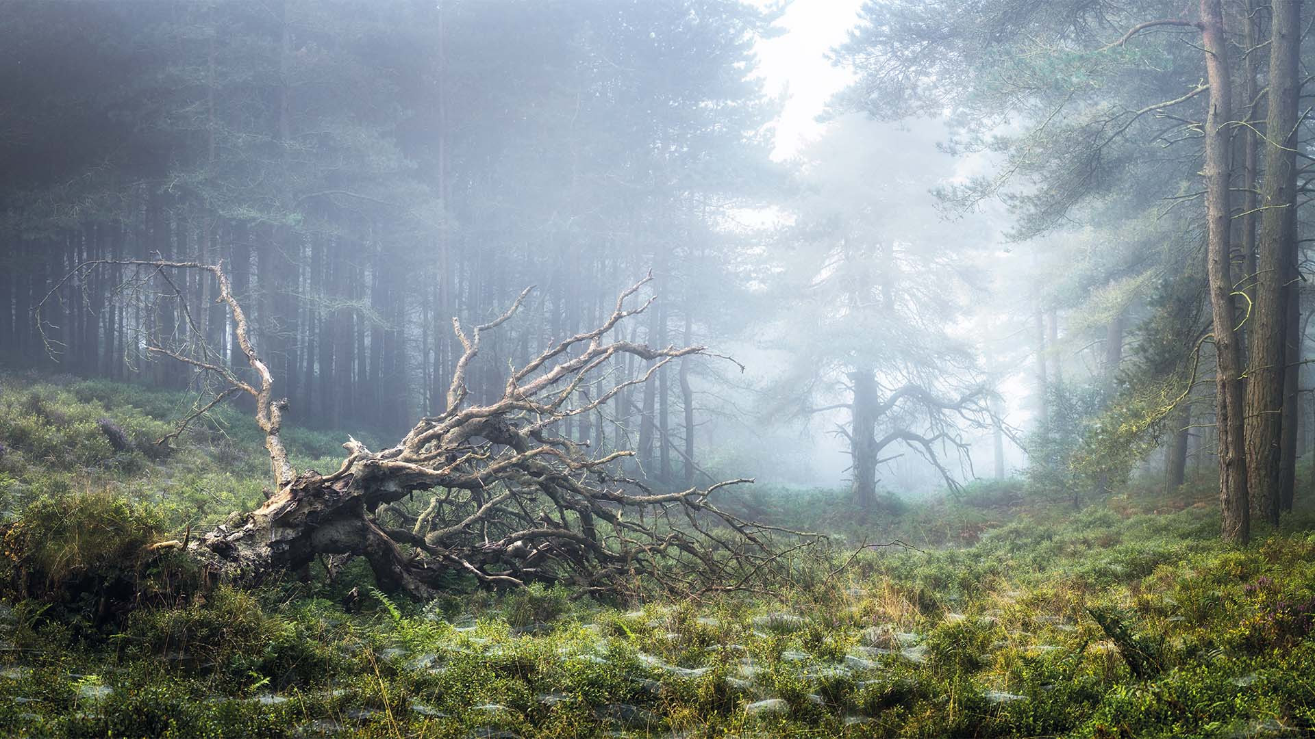 Outdoor Photographer of the Year: the best nature photos of 2018 | Escapism