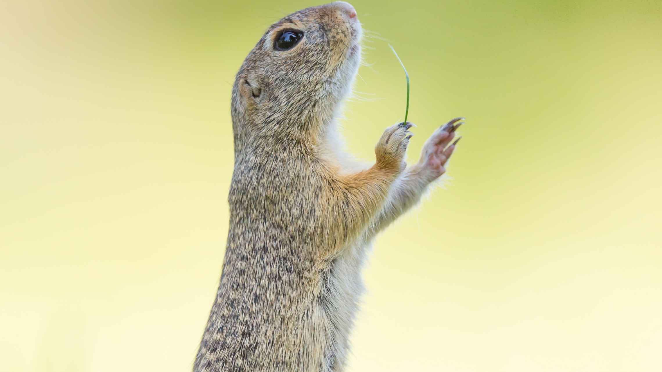 The funniest wildlife photos of 2016 | Escapism